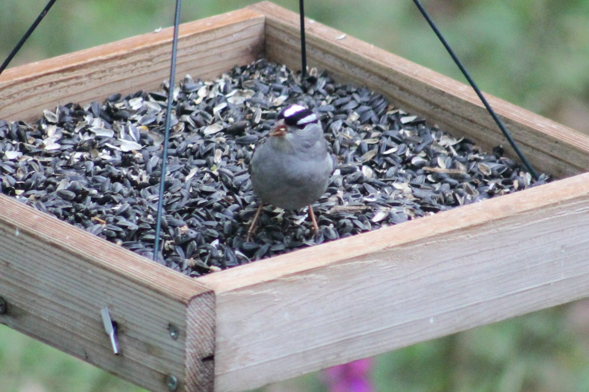 Pennsylvania Bird Atlas Checklist - 30 Apr 2025 - Wolfe Mt. - 1 species