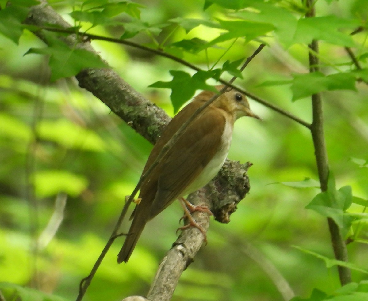 eBird Checklist - 30 Apr 2025 - Huntley Meadows Park--Hike and Bike ...
