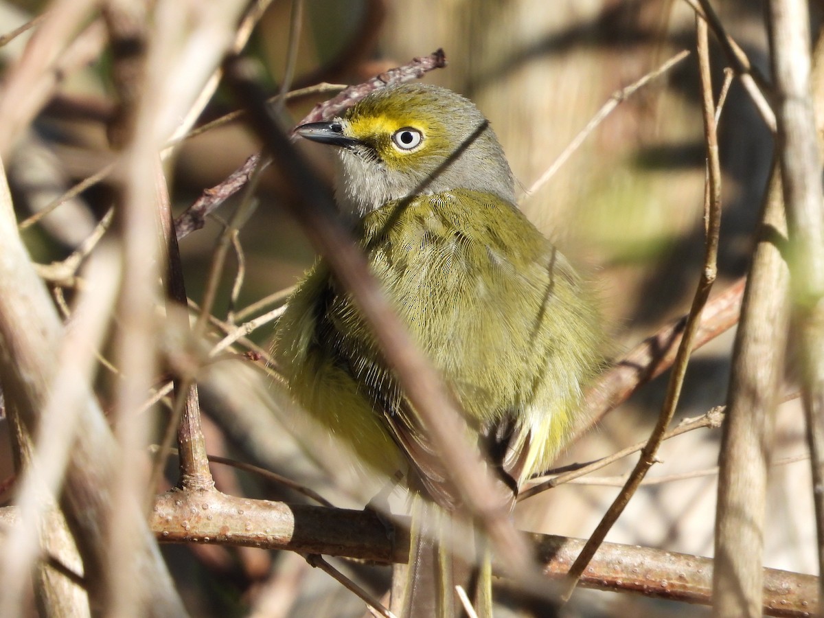 eBird Checklist - 30 Apr 2025 - Manomet Conservation Sciences - 33 species