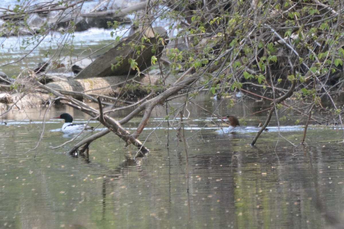 Pennsylvania Bird Atlas Checklist - 29 Apr 2025 - State Game Lands 302/Enlow Fork (Greene Co ...