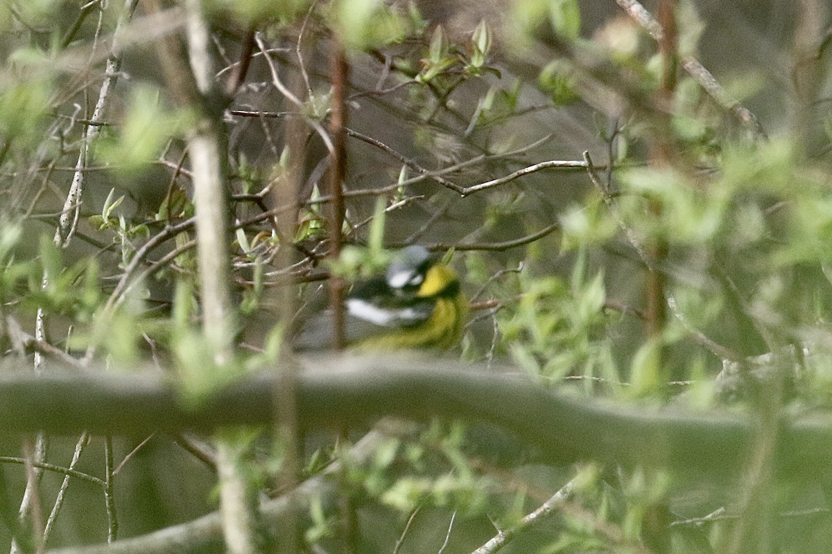 eBird Checklist - 30 Apr 2025 - Parker River NWR - 53 species (+1 other ...