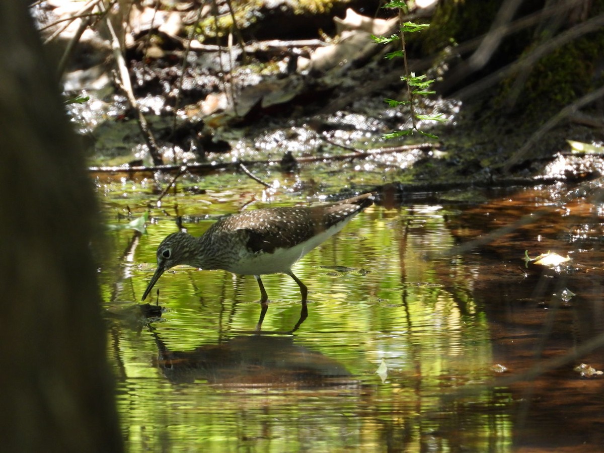 eBird Checklist - 30 Apr 2025 - UMBC--Pigpen Pond - 18 species