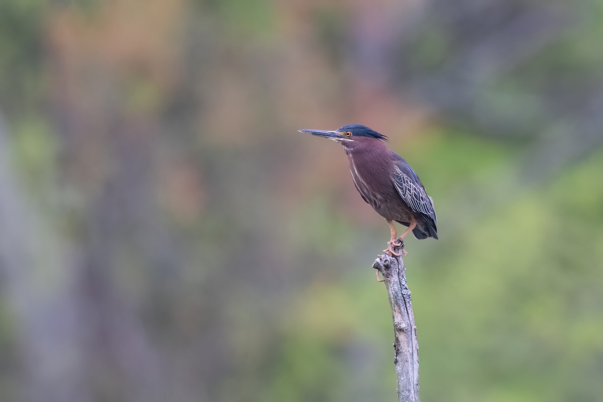 eBird Checklist - 30 Apr 2025 - Cortland Golf Course Wetlands - 35 species
