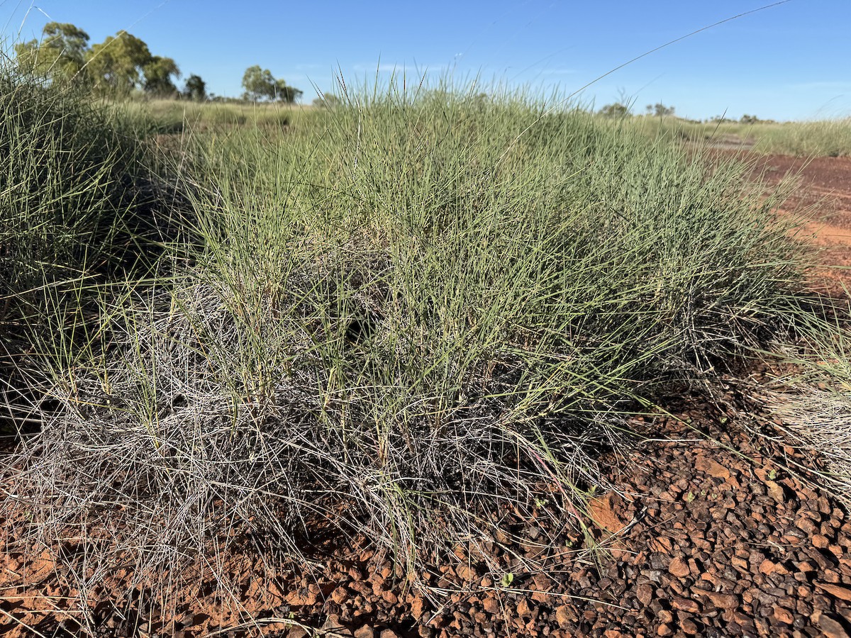 eBird Checklist - 1 May 2025 - Lark Quarry Conservation Park - 29 species