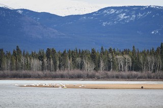 Lake Laberge--Shallow Bay, Yukon, Yukon Territory, Canada - eBird Hotspot