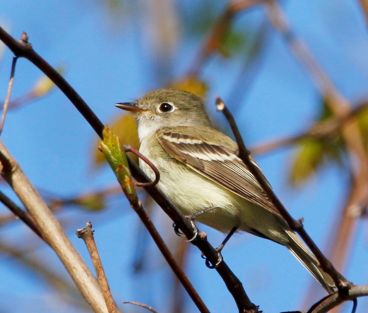 Pennsylvania Bird Atlas Checklist - 28 Apr 2025 - Roaring Spring CE ...