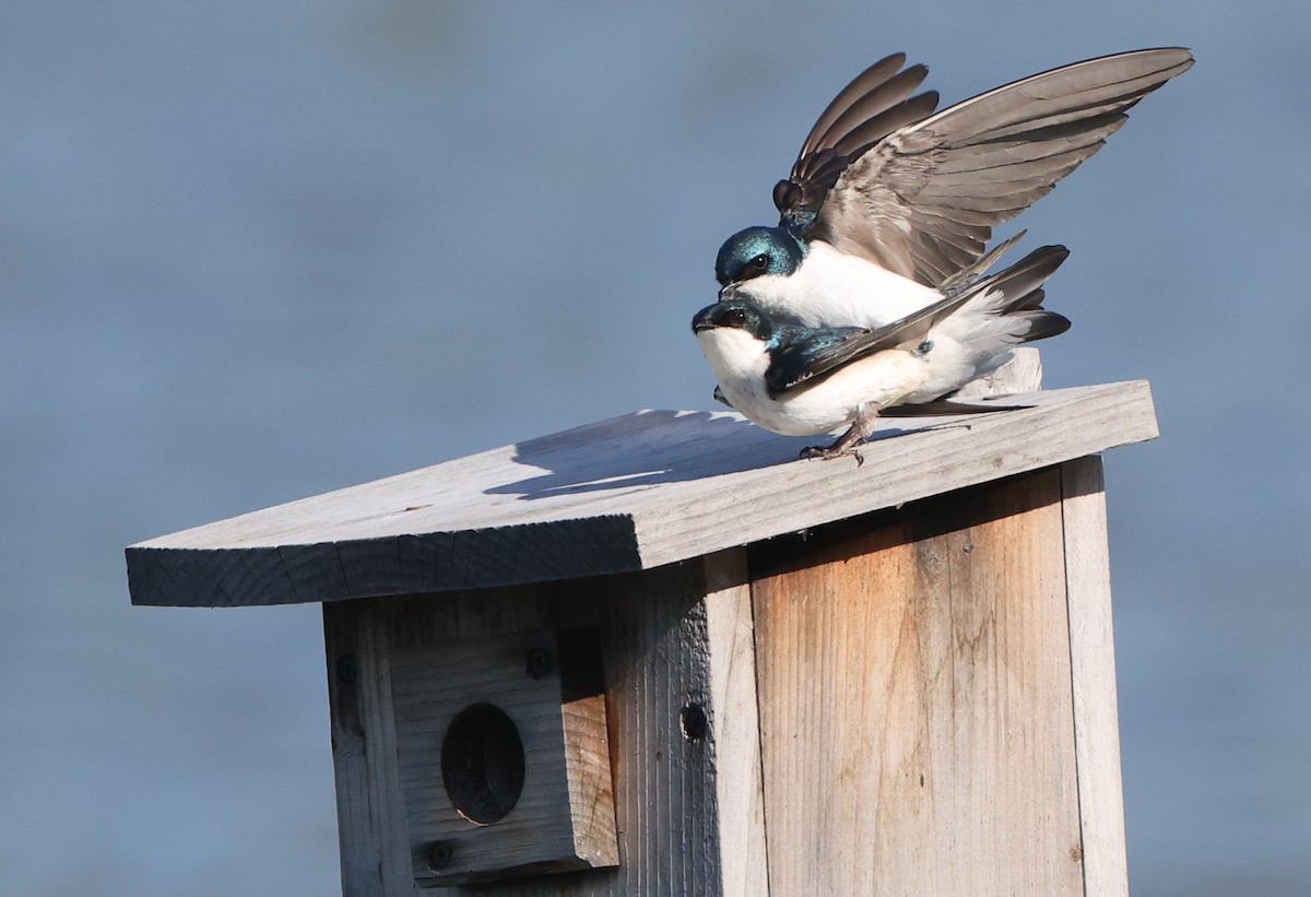 eBird Checklist - 29 Apr 2025 - John Heinz National Wildlife Refuge at Tinicum, Philadelphia US ...