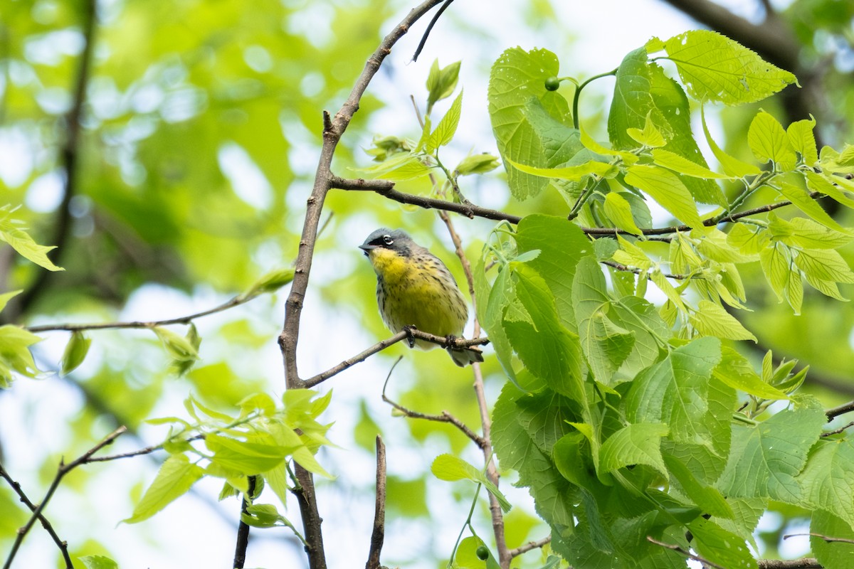 eBird Checklist - 1 May 2025 - Dayton Kettering Bike Path--Shroyer Rd. Access - 20 species