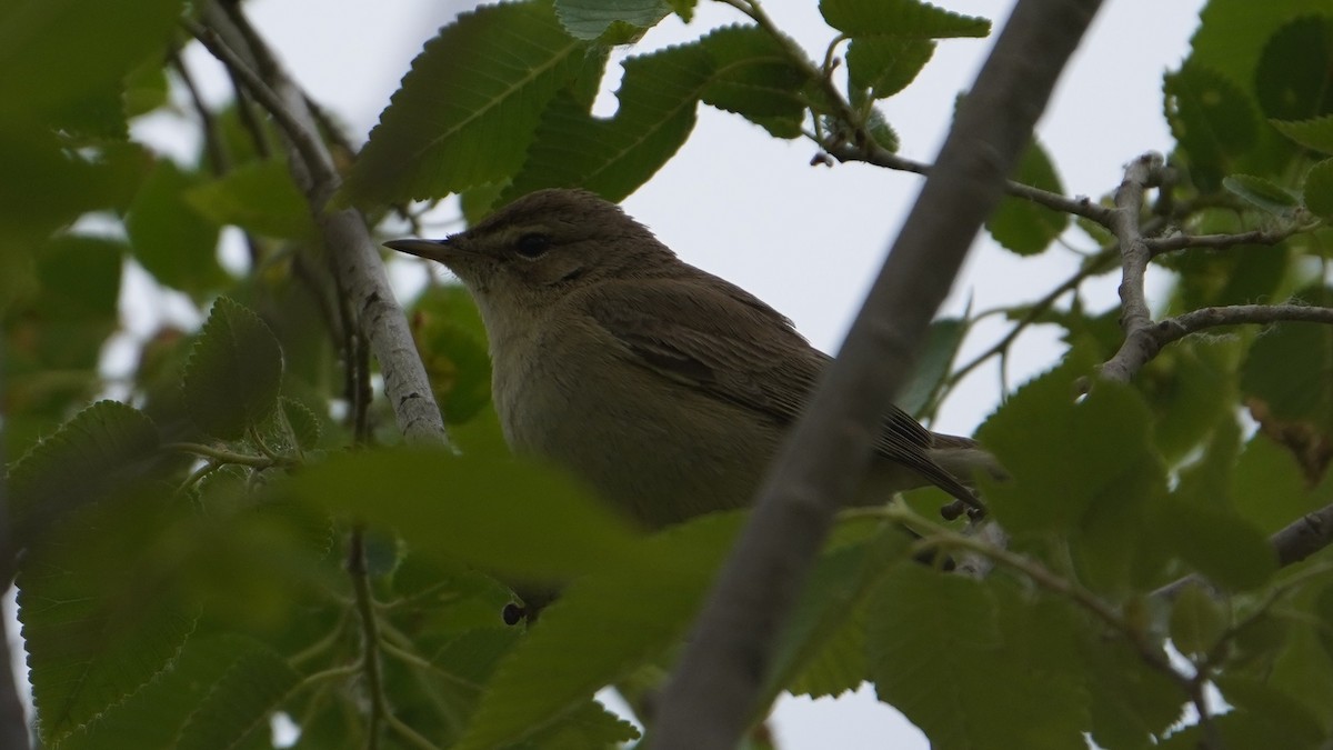 eBird Checklist - 1 May 2025 - 园博园--功能湿地 (Garden Expo Park--Functional ...
