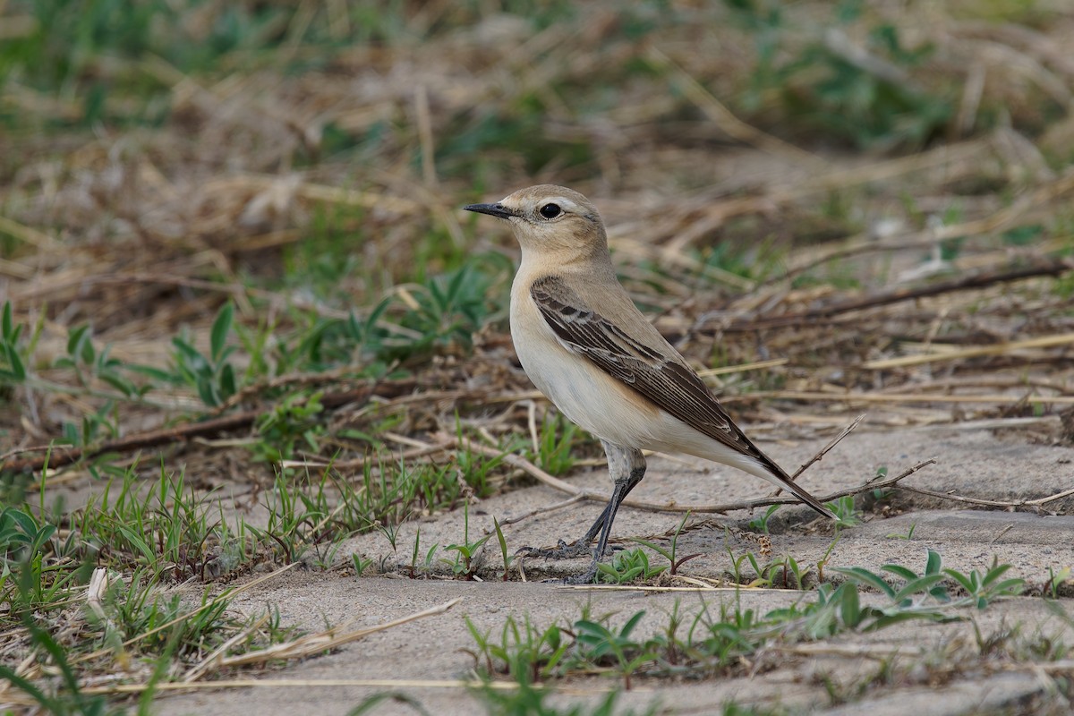 ML634786906 - Northern Wheatear - Macaulay Library