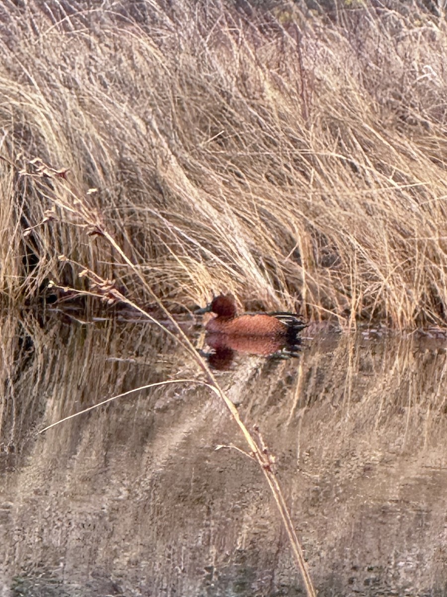 eBird Checklist - 1 May 2025 - Bark Bay Slough SNA - 39 species (+1 ...