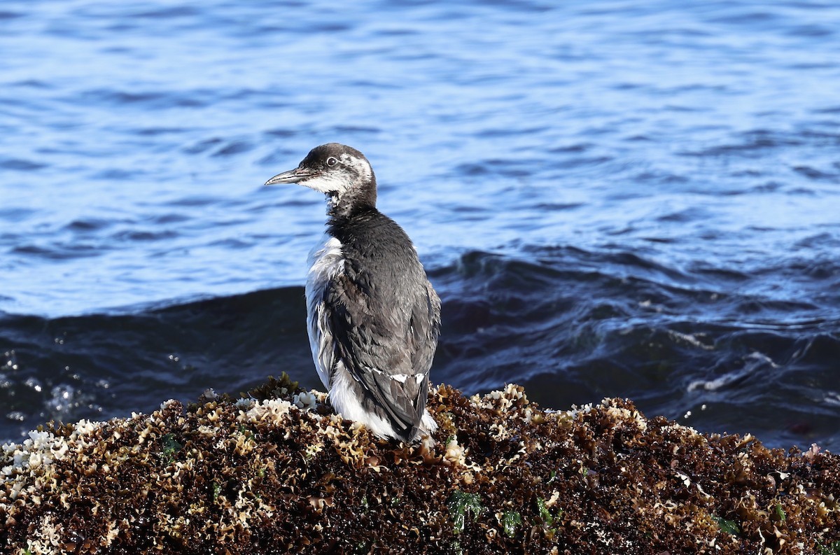 ML634792939 - Common Murre - Macaulay Library