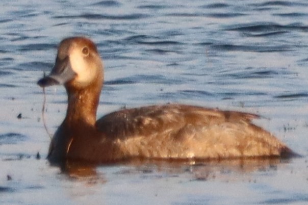 eBird Checklist - 1 May 2025 - **Back Bay NWR - 72 species