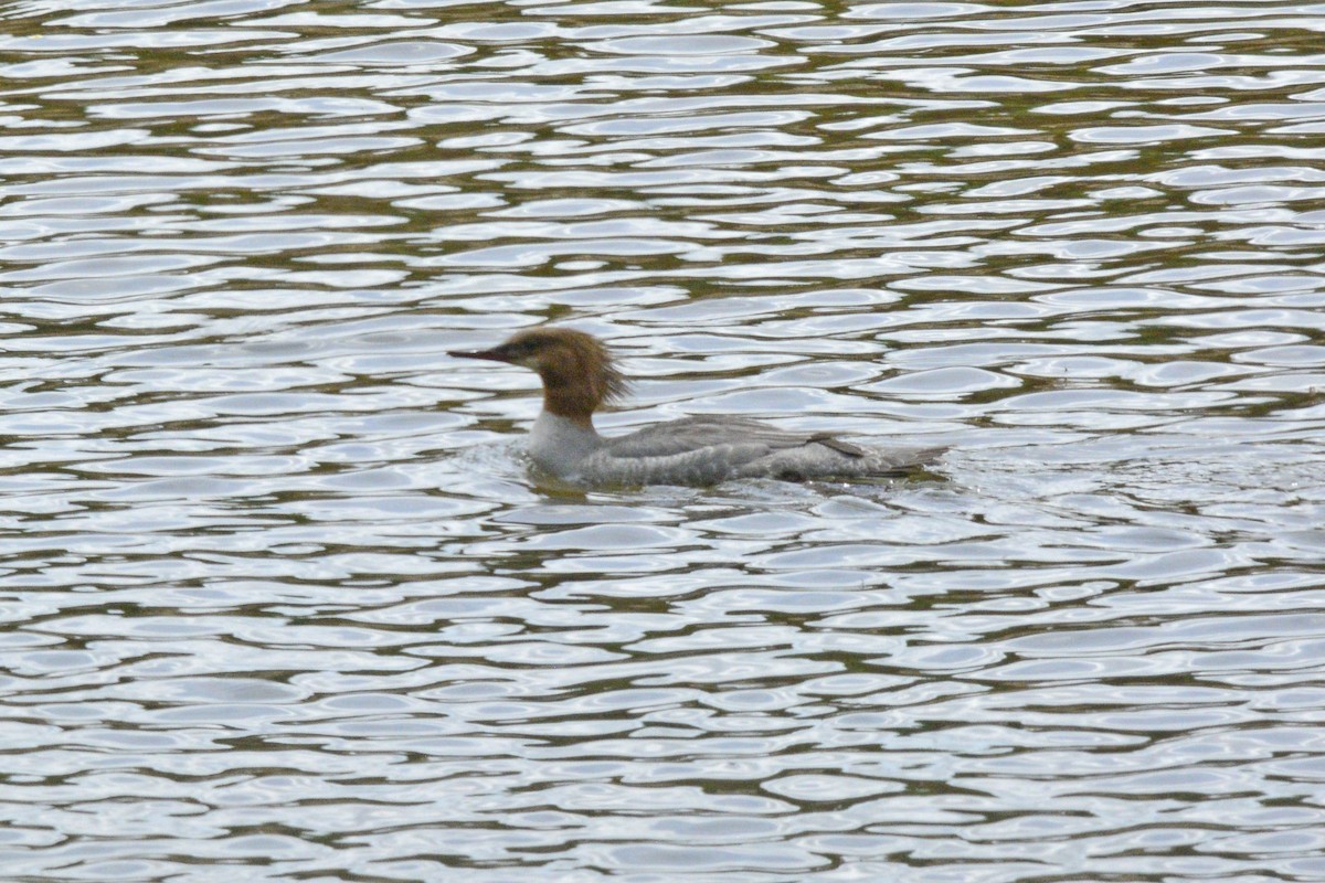 North Carolina Bird Atlas Checklist - 1 May 2025 - Watauga River ...