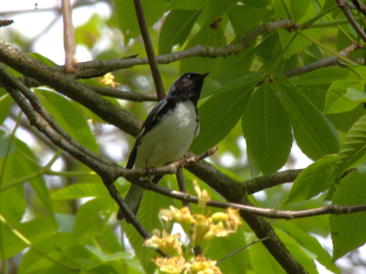 eBird Checklist - 1 May 2025 - Thomas J. Evans Foundation Park ...