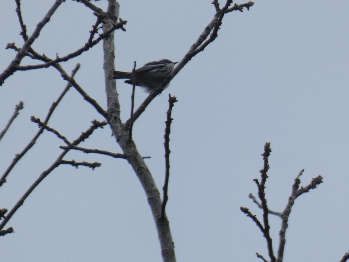 eBird Checklist - 1 May 2025 - Waterloo RA--Glenn Rd. - 33 species
