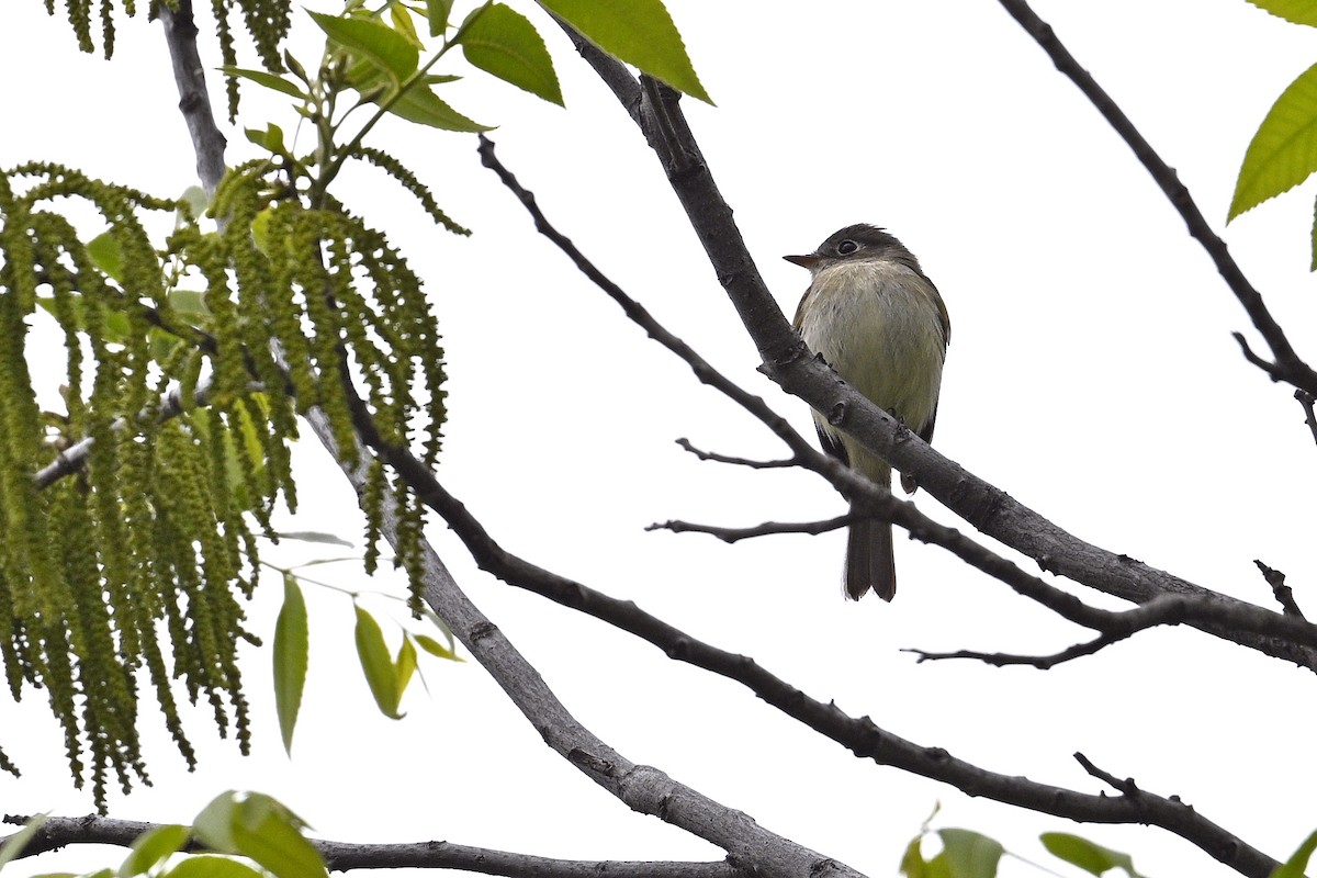 eBird Checklist - 1 May 2025 - Prairie Creek Park (Collin Co. portion ...