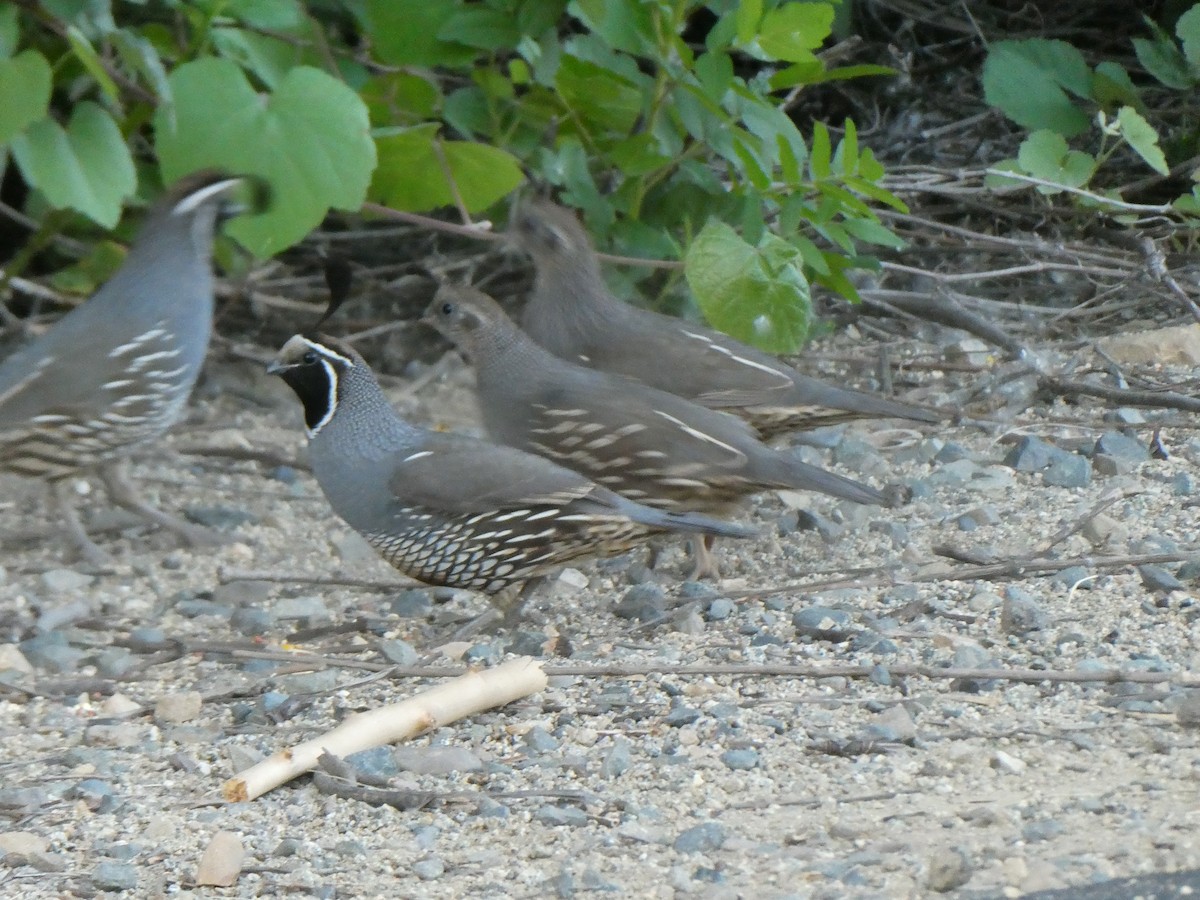 eBird Checklist - 29 Apr 2025 - American River Parkway behind condo ...