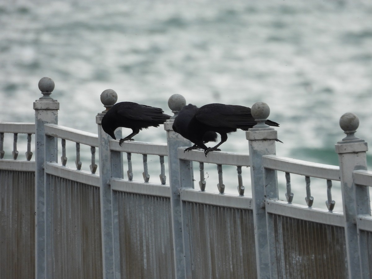 eBird Checklist - 1 May 2025 - Whitby--Harbour - 15 species