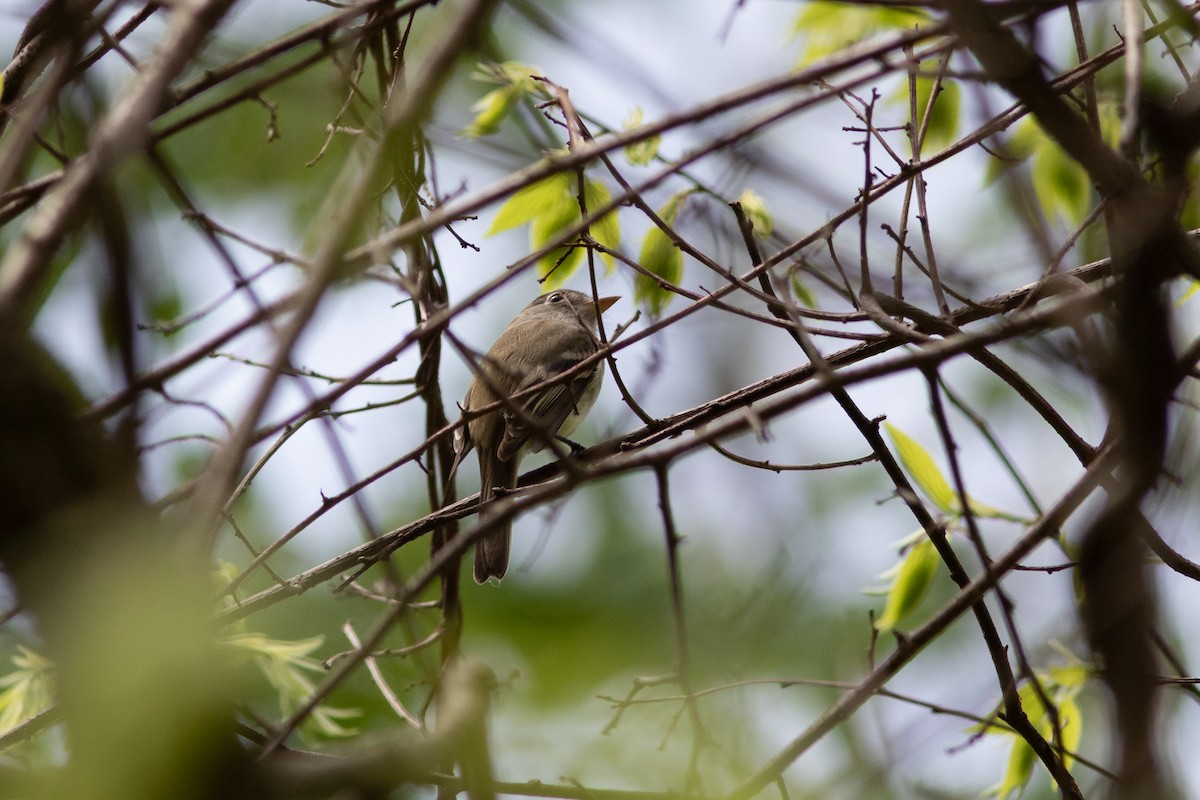 Pennsylvania Bird Atlas Checklist - 1 May 2025 - Evansburg SP--Mill Rd ...