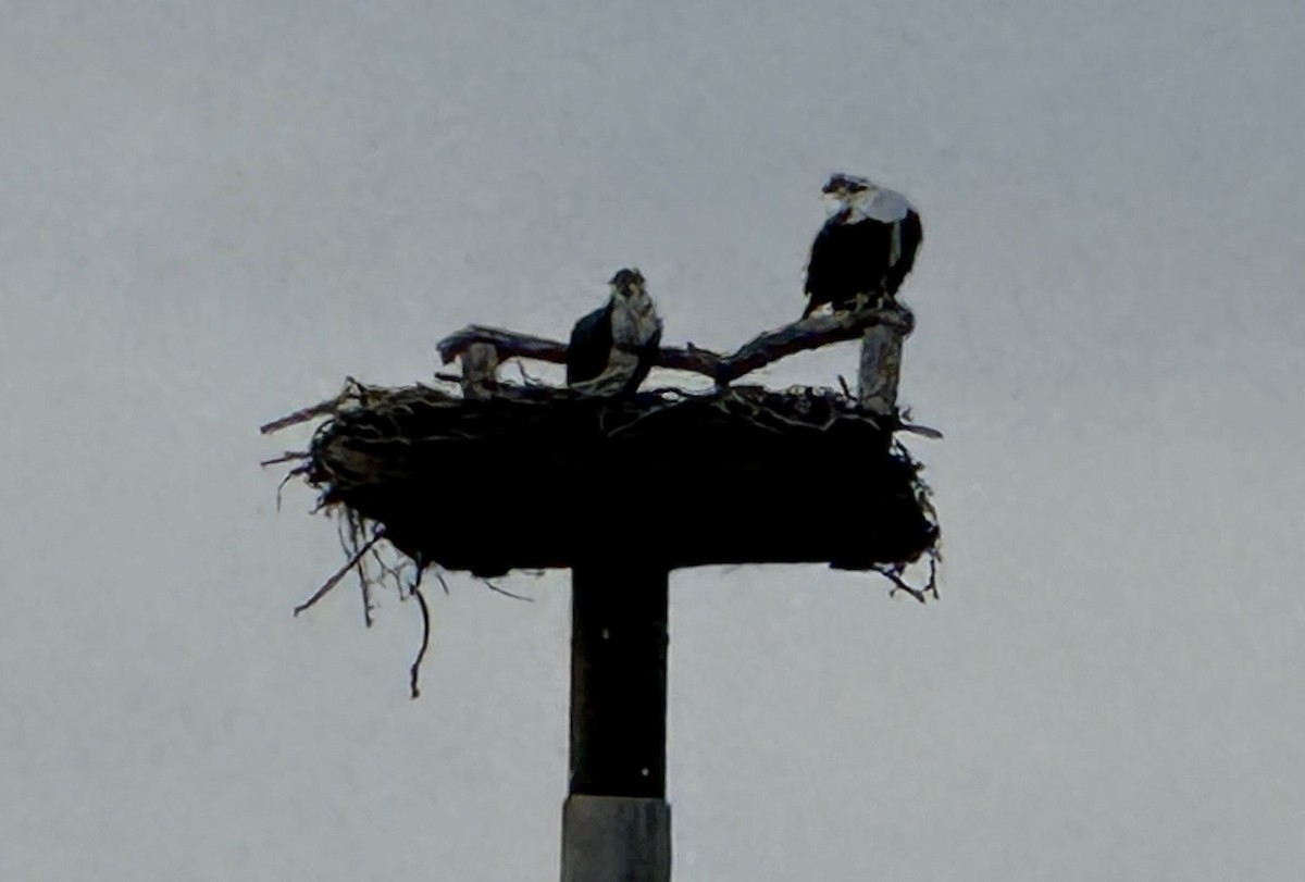 eBird Checklist - 30 Apr 2025 - Tustin Osprey Nesting Platform - 7 species