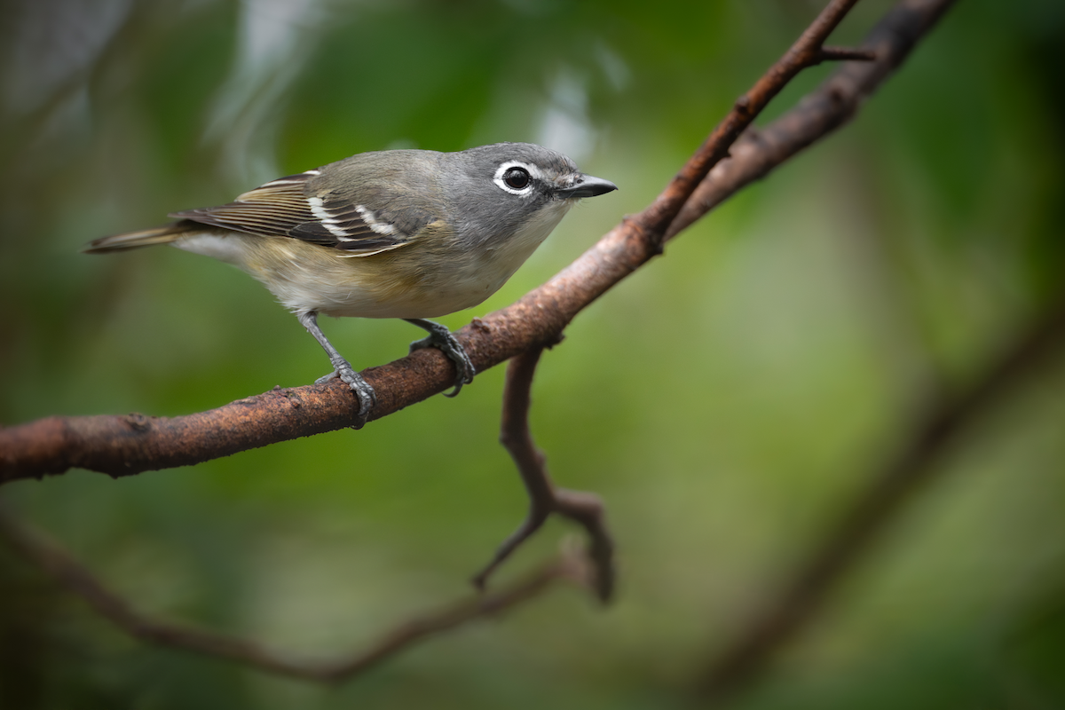 eBird Checklist - 1 May 2025 - Brezina Woods Forest Preserve - 72 species