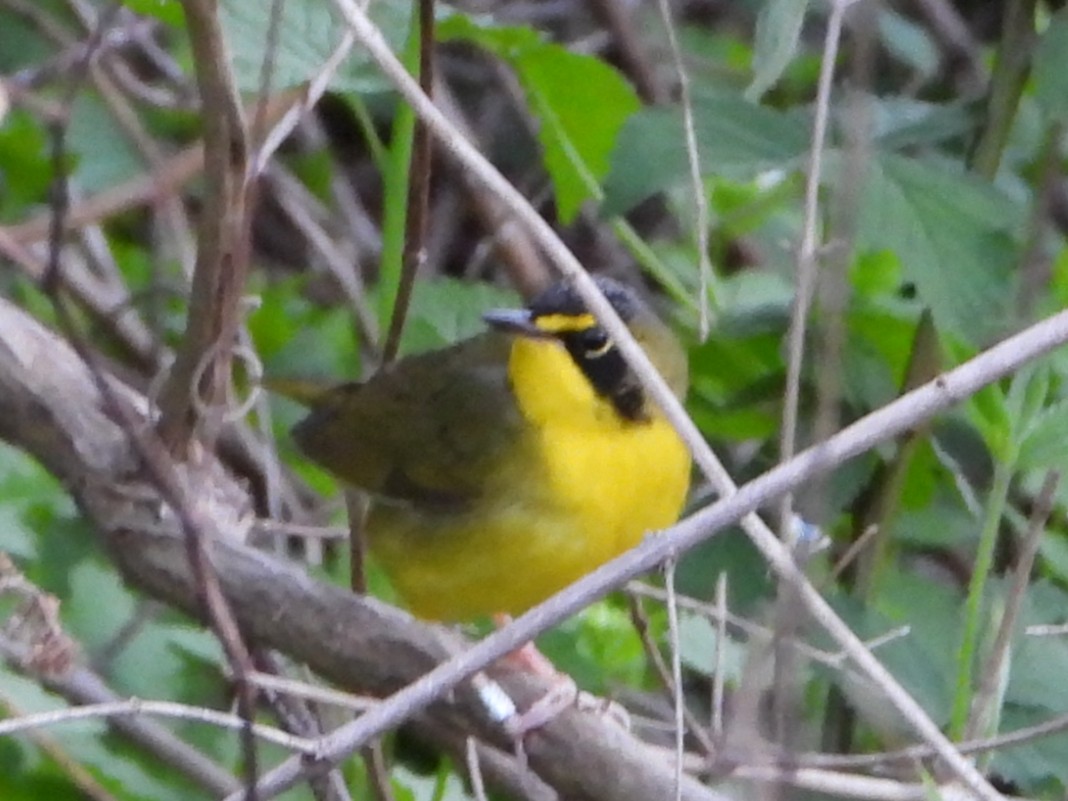eBird Checklist - 1 May 2025 - Manomet Conservation Sciences - 24 species