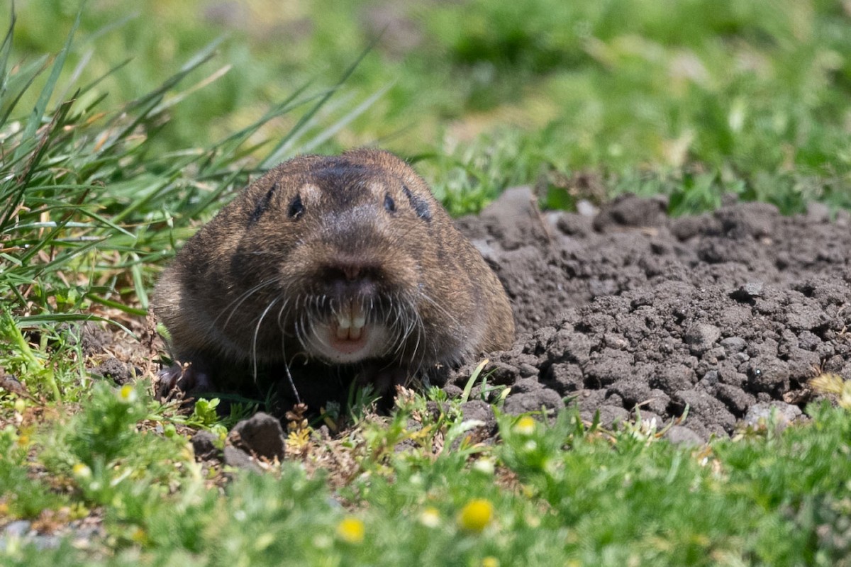 ML634836976 - Mammals: A species of pocket gopher - Macaulay Library