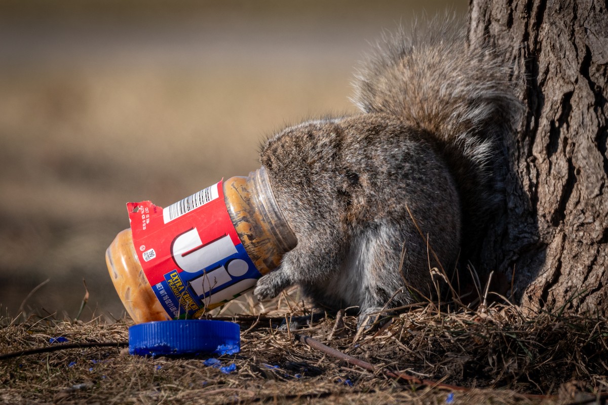 ML634837266 - Eastern Gray Squirrel - Macaulay Library