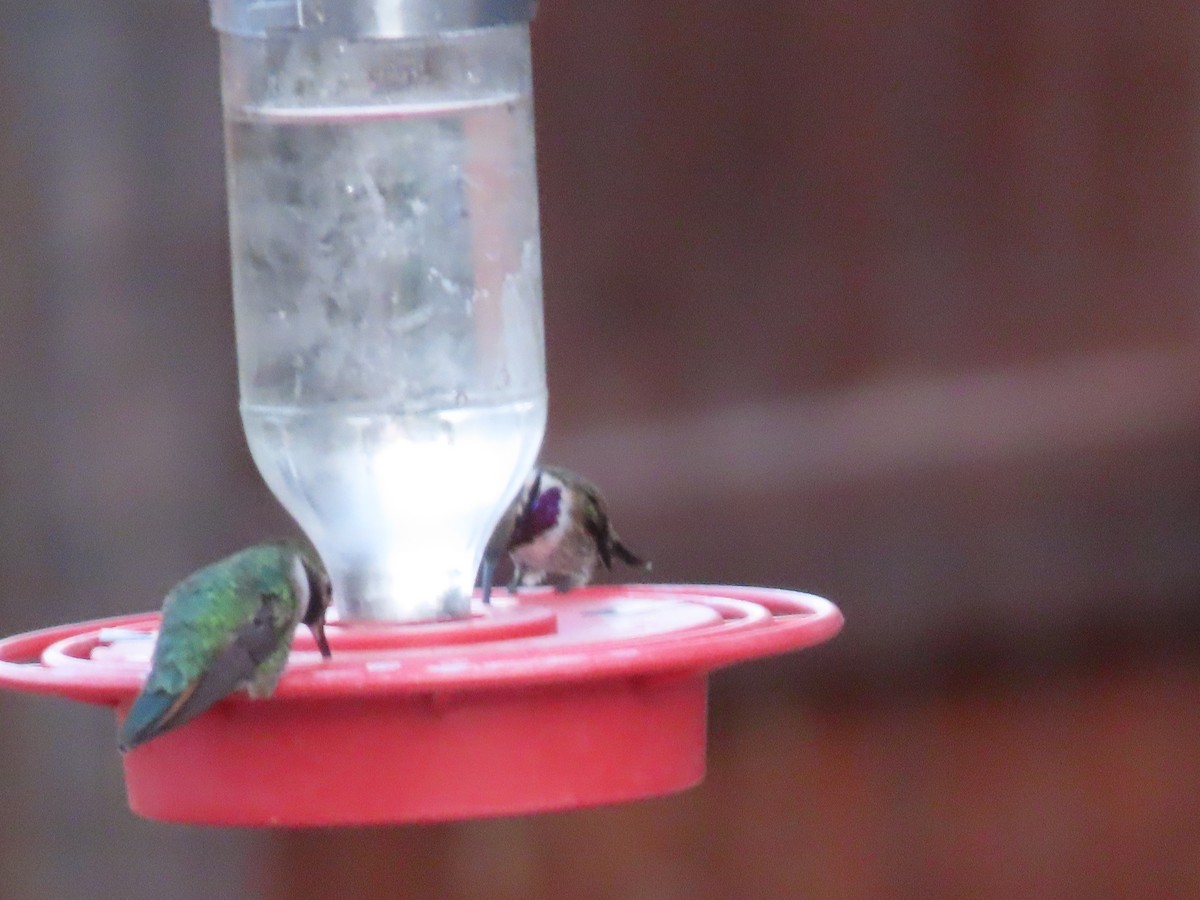 eBird Checklist - 1 May 2025 - Battiste's Bird Garden - 6 species