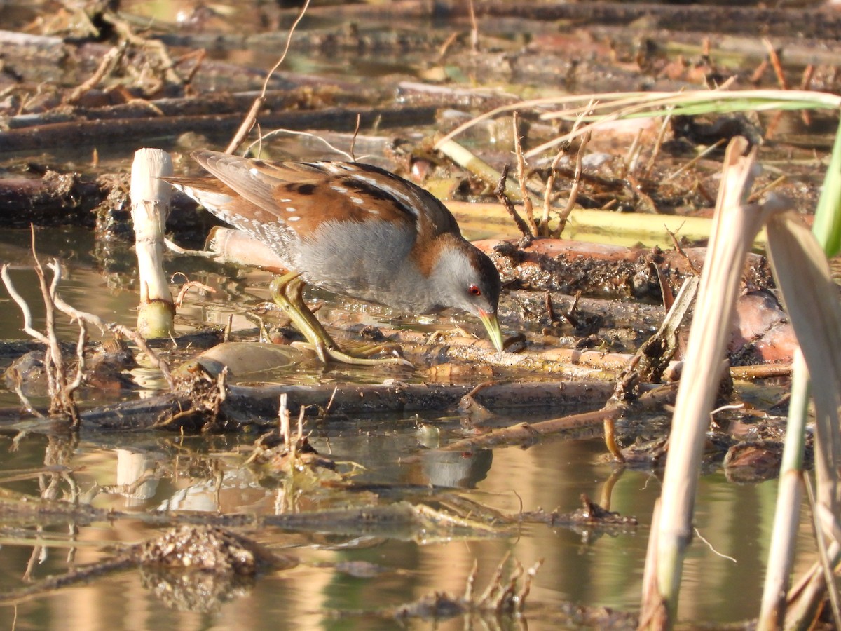 Israel Breeding Bird Atlas Checklist - 2 May 2025 - Yeruham Lake פארק ...