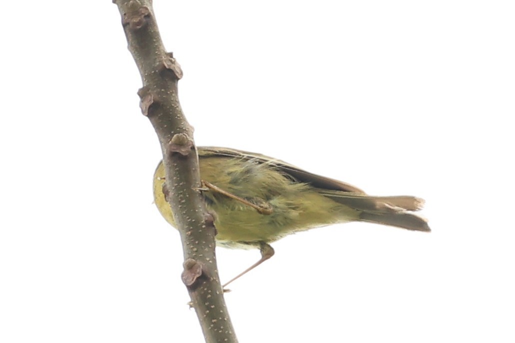 eBird Checklist - 1 May 2025 - Po Toi - 37 species