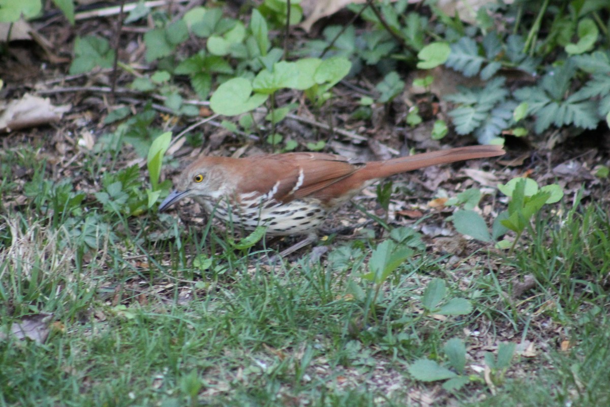 Pennsylvania Bird Atlas Checklist - 1 May 2025 - Wolfe Mt. - 10 species