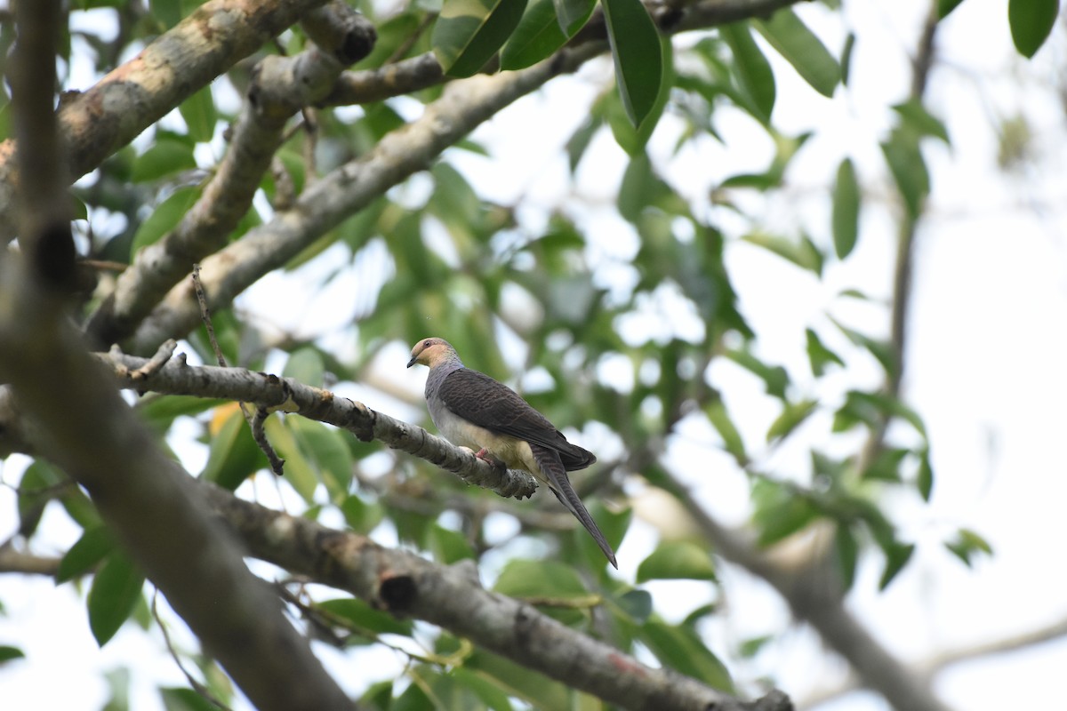 eBird Checklist - 26 Apr 2025 - Mahananda WLS--Nurbong Tea Garden - 30 ...