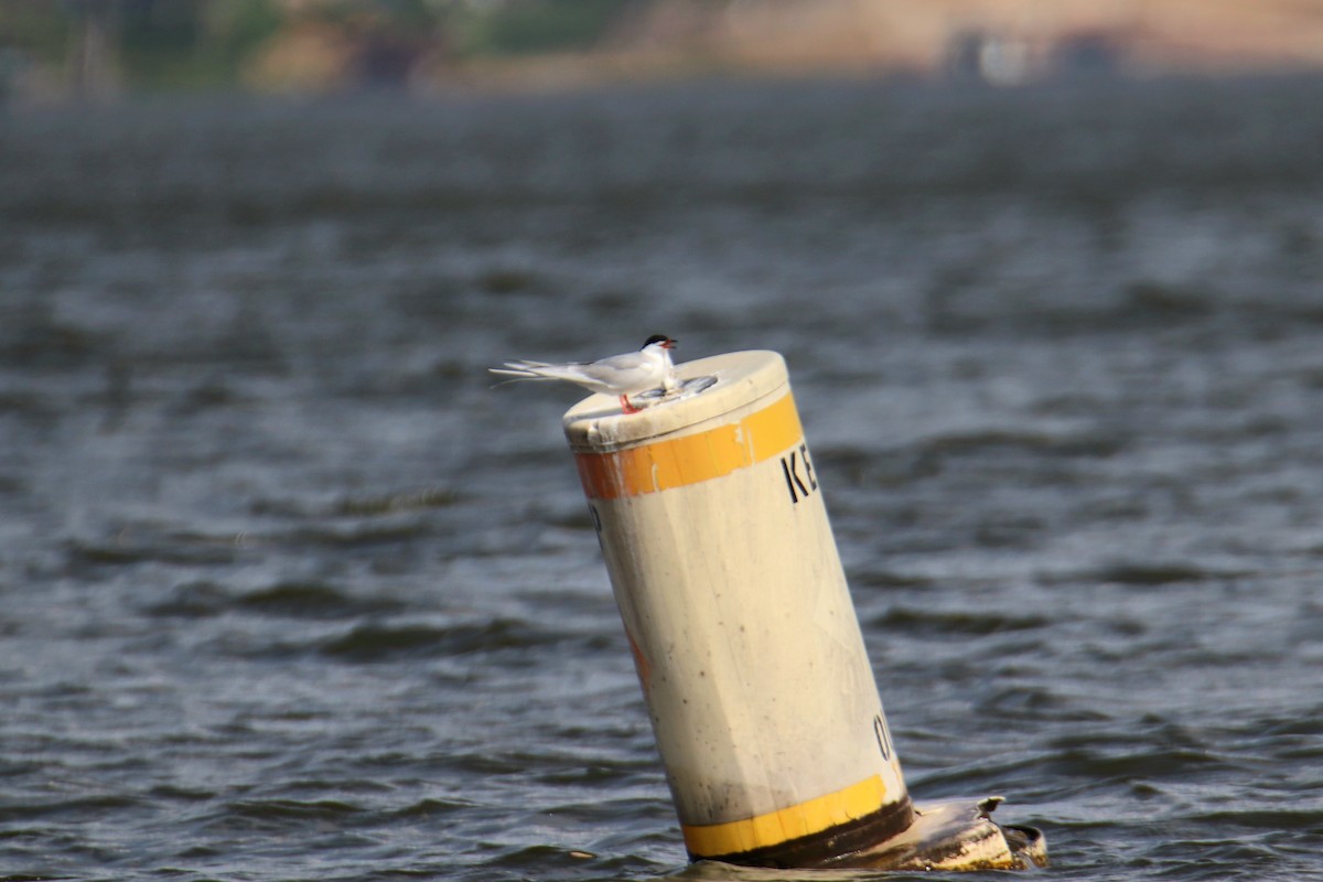 eBird Checklist - 28 Apr 2025 - Lake Decatur--Fisherman's Wharf - 1 species