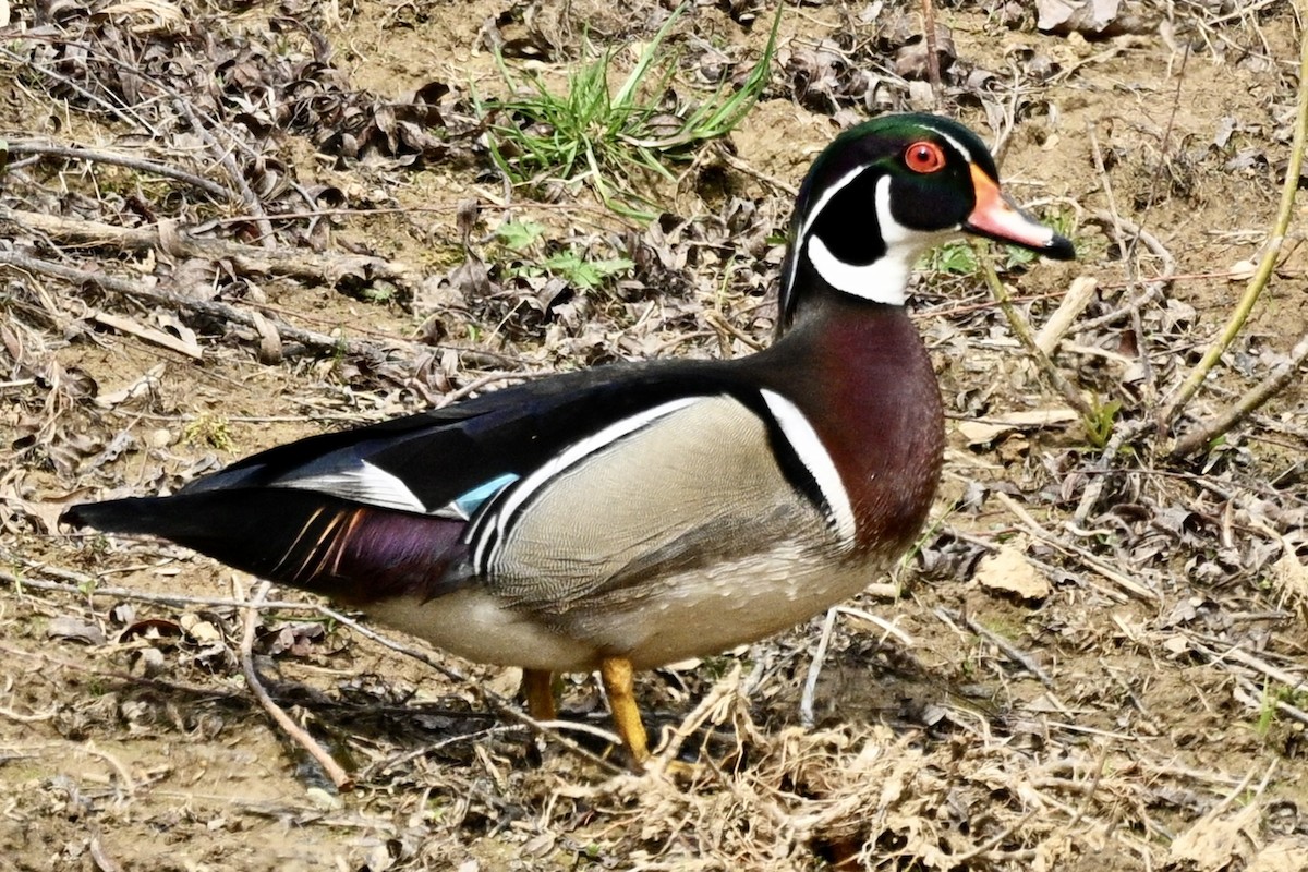 Pennsylvania Bird Atlas Checklist - 25 Apr 2025 - Codorus SP--Mary Ann ...