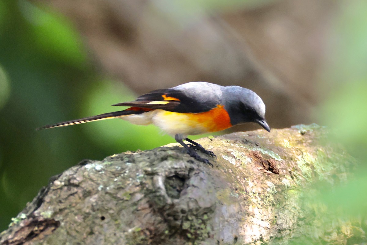 ML634858614 - Small Minivet - Macaulay Library
