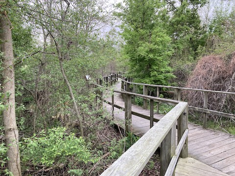 Magee Marsh - Birding Hotspots
