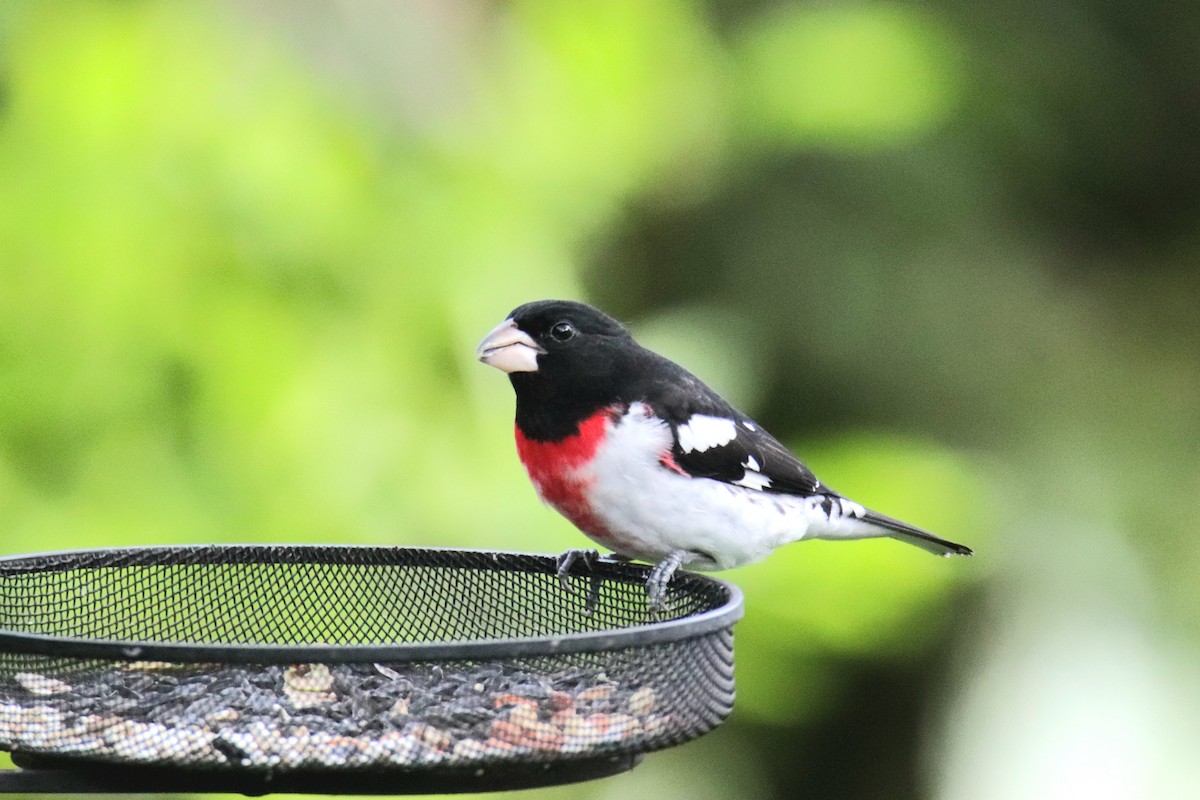 eBird Checklist - 1 May 2025 - 5573 N Oakland Ave, Forsyth - 1 species