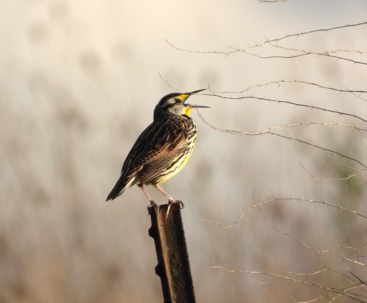 eBird Checklist - 1 May 2025 - 19052–19348 Division Dr, Marshall US-MI ...