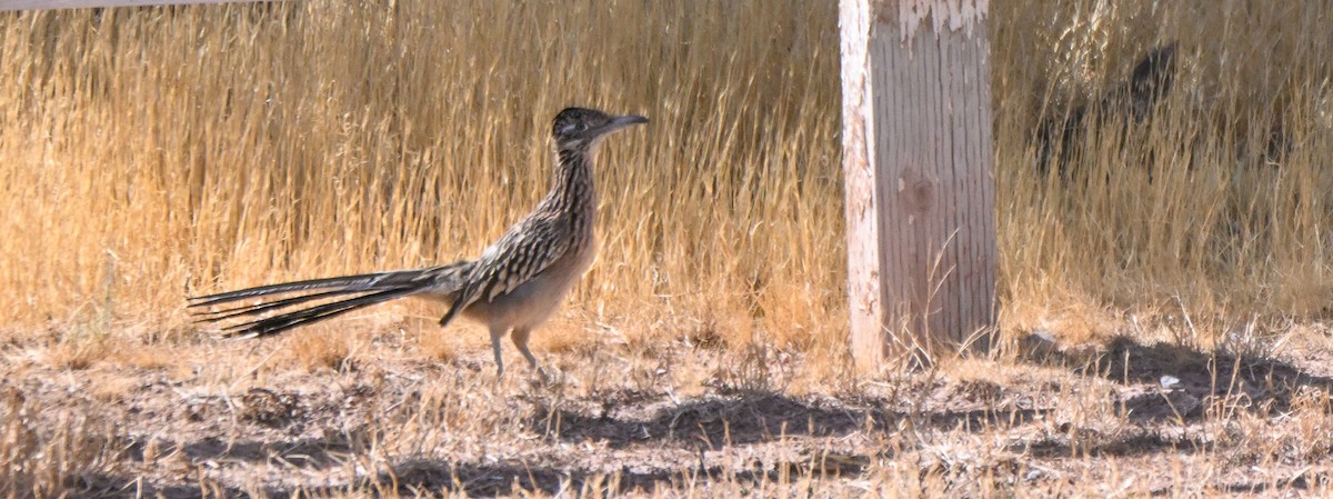 eBird Checklist - 13 Sep 2024 - Spring Mountain Ranch SP - 22 species
