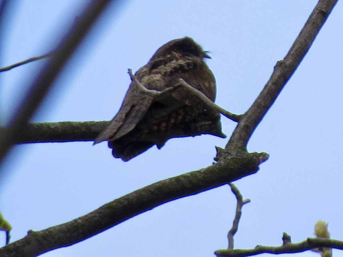 eBird Checklist - 2 May 2025 - Nichols Arboretum - 70 species