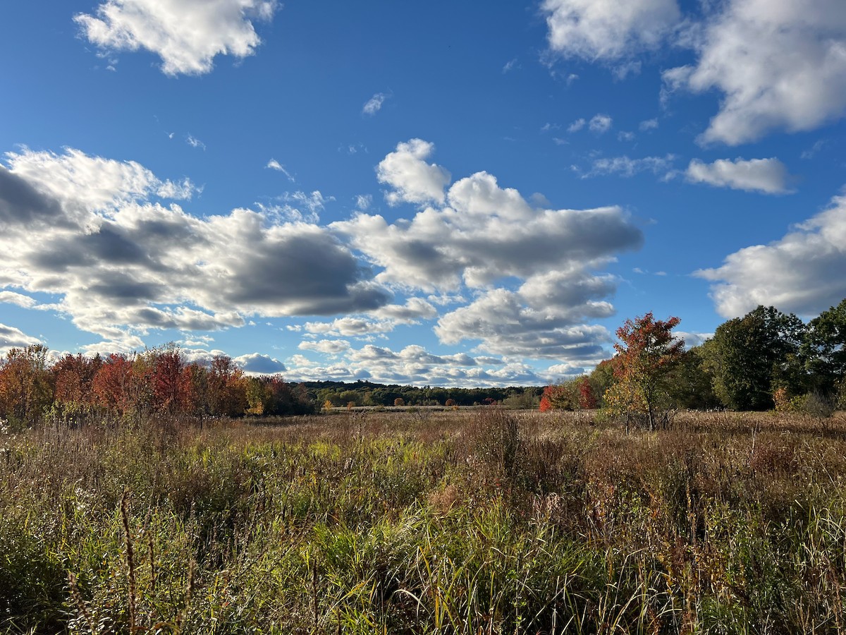 Arlington's Great Meadows - Middlesex, Massachusetts, US - Birding Hotspots