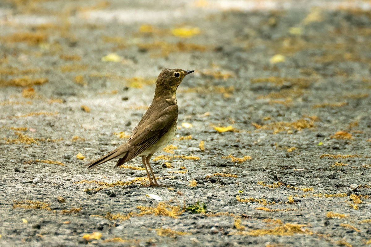 eBird Checklist - 2 May 2025 - West Chester University--Gordon Natural ...