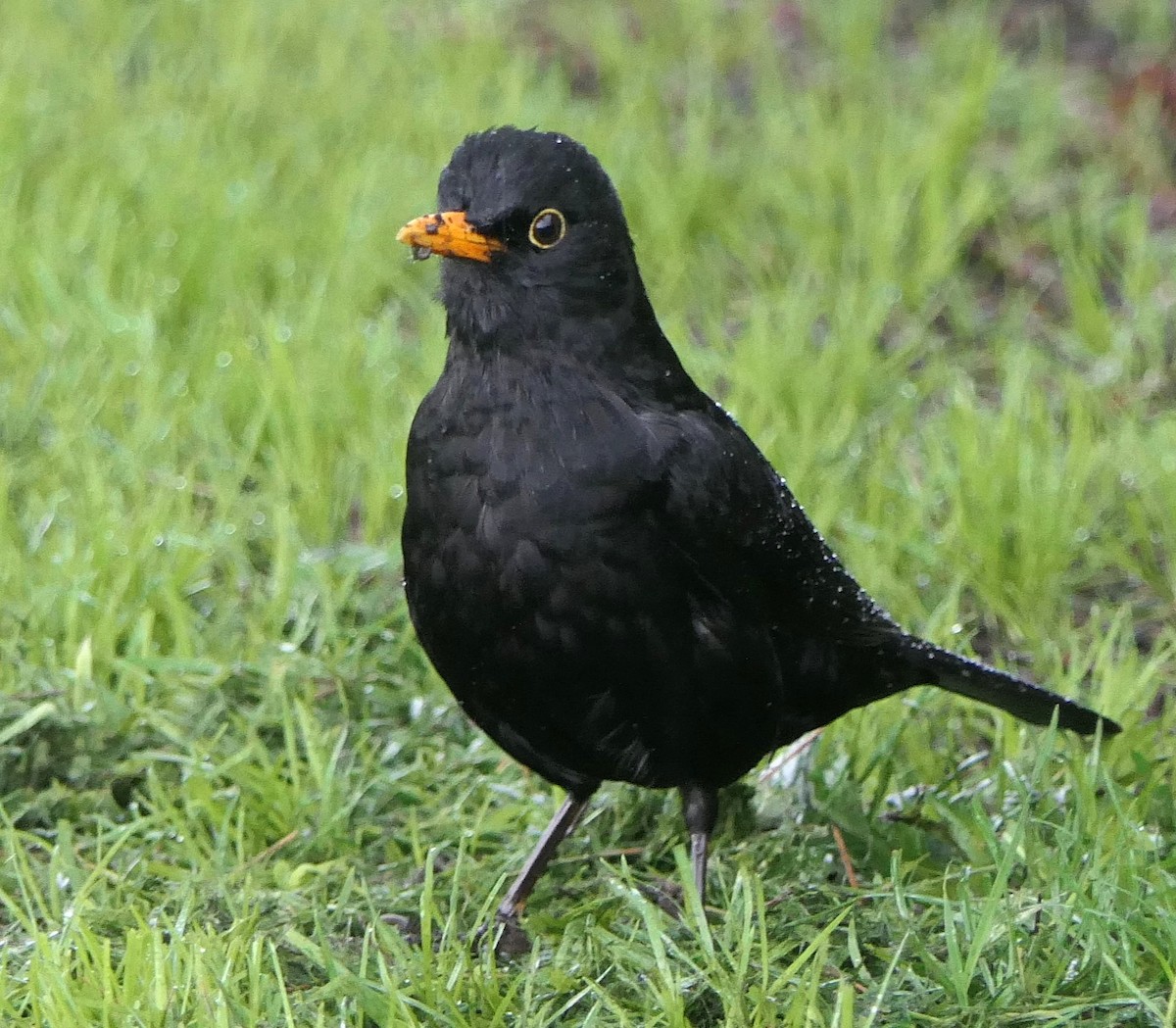 eBird Checklist - 2 May 2025 - Auckland - Thompson Park - 5 species