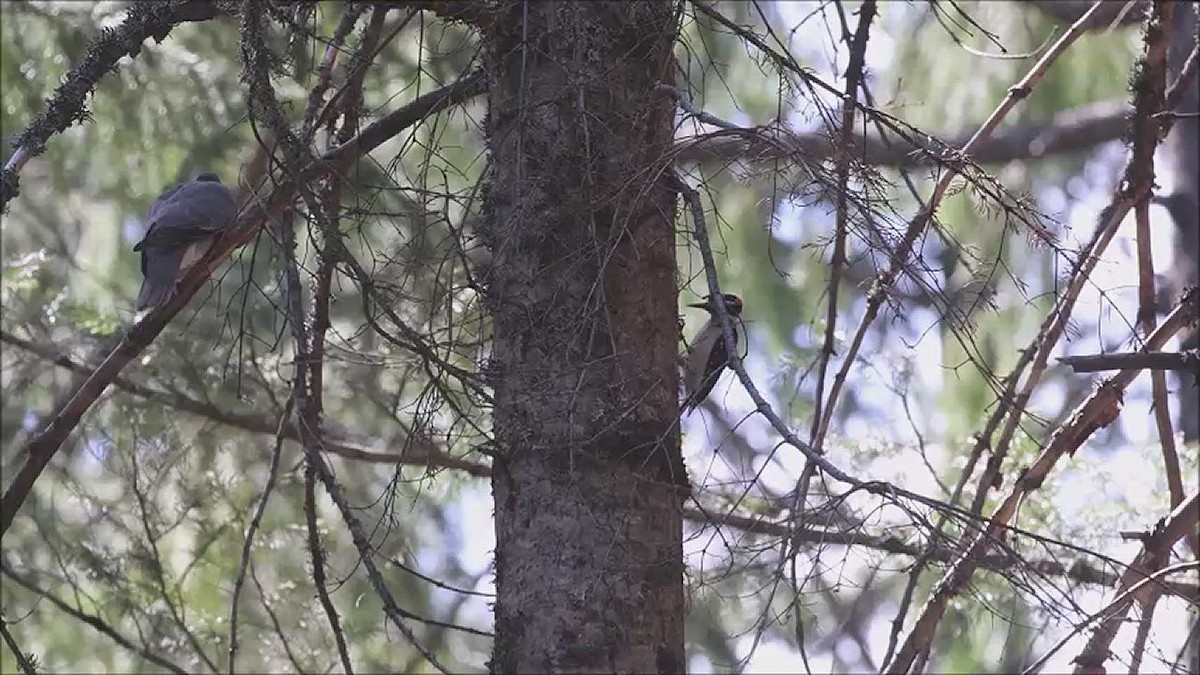 eBird Checklist - 2 May 2025 - Ney Springs Forest trail - 25 species