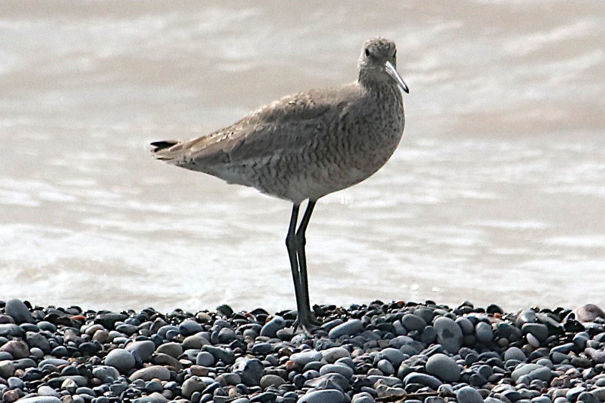 eBird Checklist - 2 May 2025 - Port Glasgow Marina - 21 species