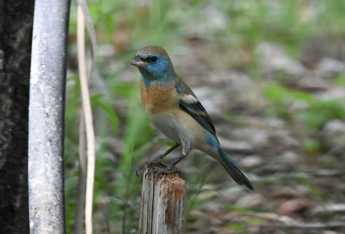eBird Checklist - 2 May 2025 - My house in Brackettville - 19 species