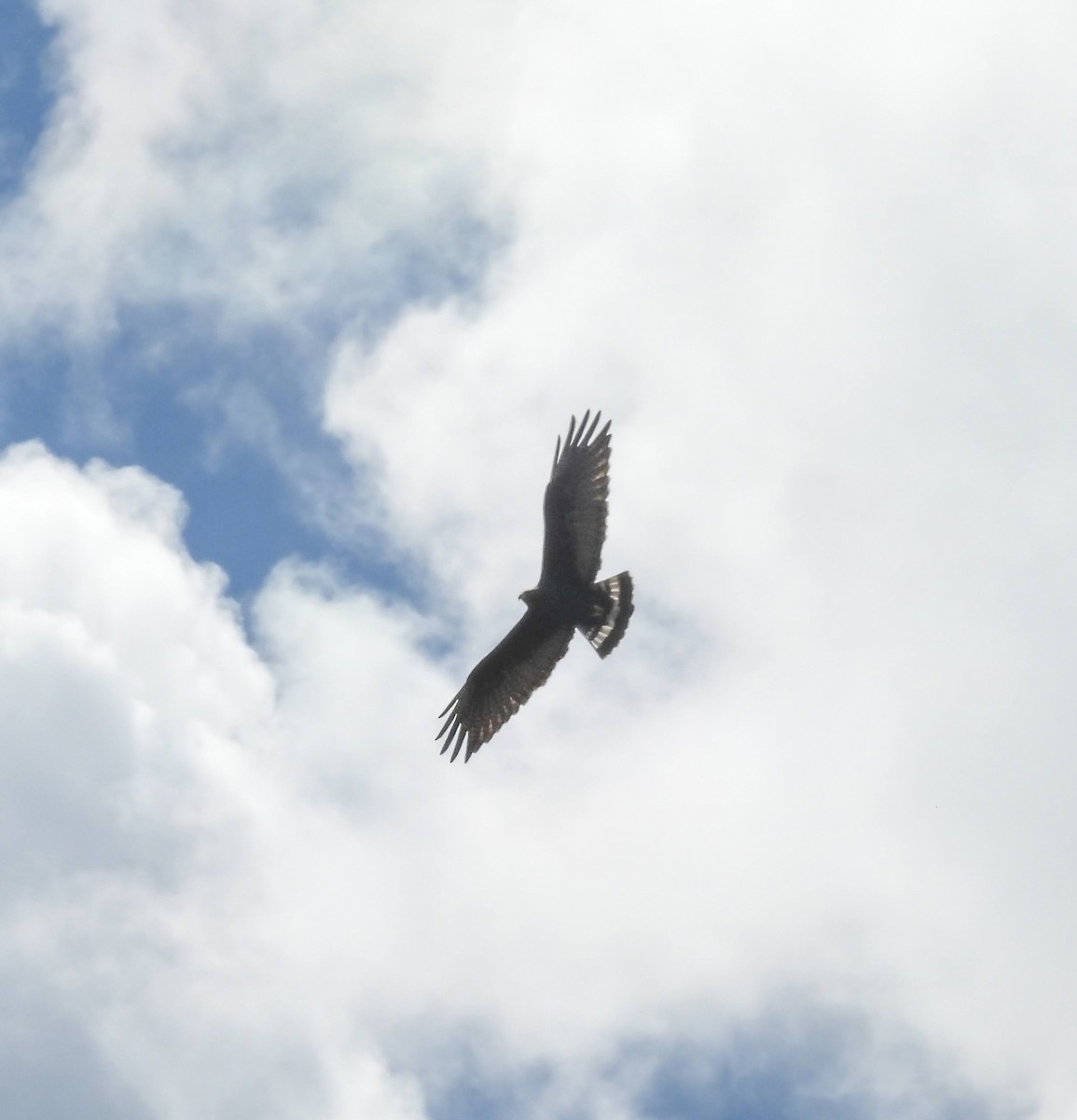 ML634898141 - Zone-tailed Hawk - Macaulay Library