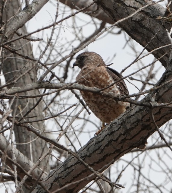 eBird Checklist - 17 Apr 2025 - Split Rock Creek SP - 36 species